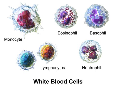 Dangers of High & Low White Blood Cells + Underlying Factors ...